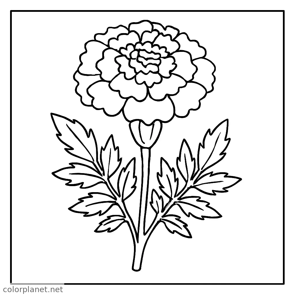 Marigold Flower Coloring Page – Free Printable Sheet - ColorPlanet